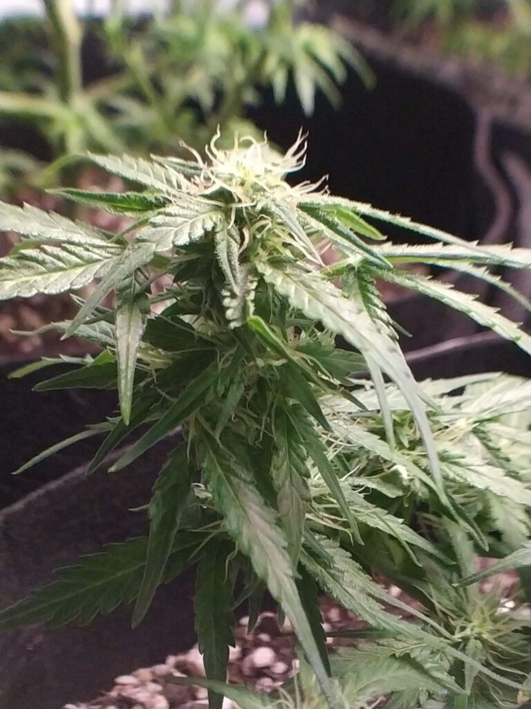 Black Dom XXL Automática – 1 Unidade – Exi Green Seeds