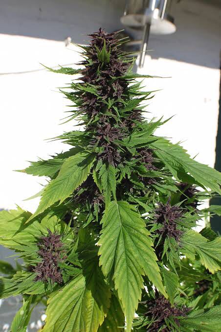 Frisian Duck Automáticas – 1 Unidade – Exi Green Seeds