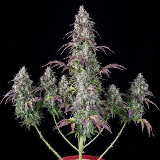 Lemon Pie Automática – 5 Unidades – Exi Green Seeds