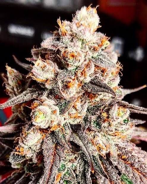 Gelato x Purple Punch Feminizadas – 5 Unidades – Exi Green Seeds