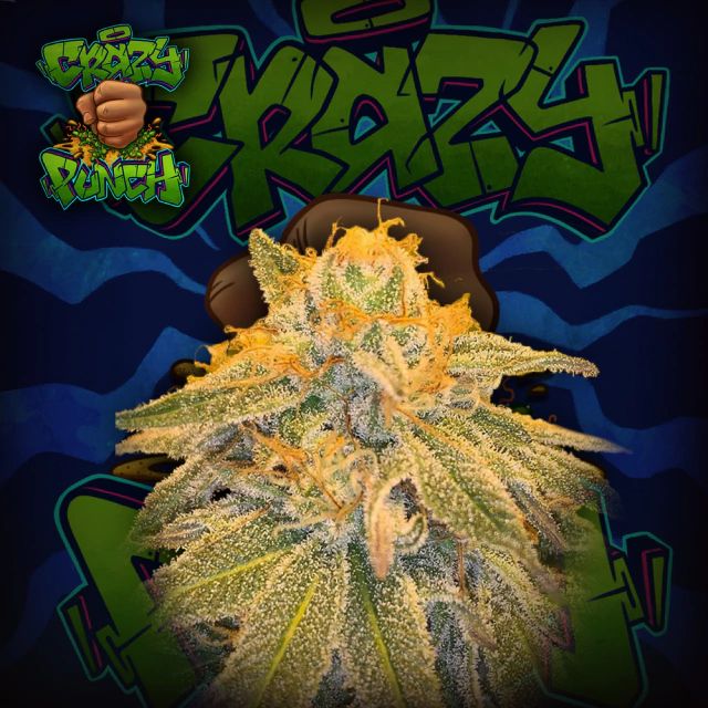 Crazy Punch Feminizadas – 3 Unidades – Exi Green Seeds