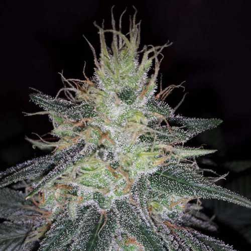 Raspberry Kush Feminizadas – 5 Unidades – Exi Green Seeds
