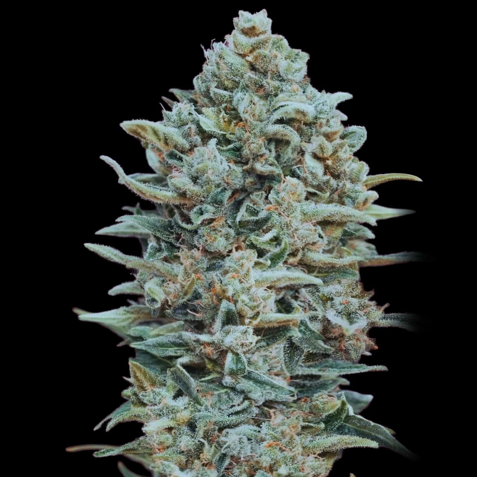 Gelato 33 Feminizadas – 1 Unidade – Exi Green Seeds