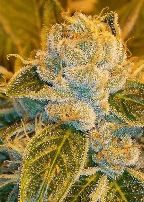 Sour Ripper Feminizada – 3 Unidades – Exi Green Seeds