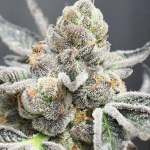 Radical Juice Feminizada – 3 Unidades – Exi Green Seeds