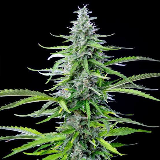 Royal Cookies Automáticas – Exi Green Seeds