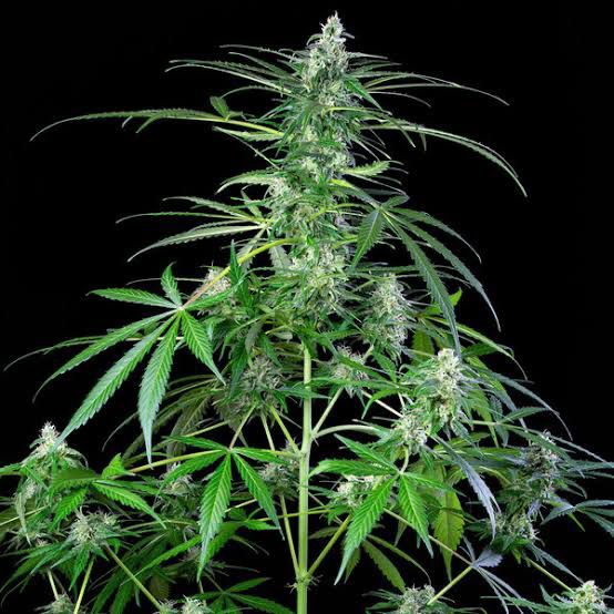 Ak 47 Auto – Exi Green Seeds